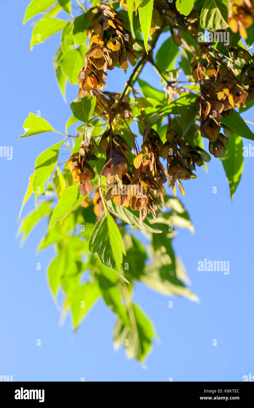 New green maple seeds in the spring season. Photo close-up. Blue sky ...