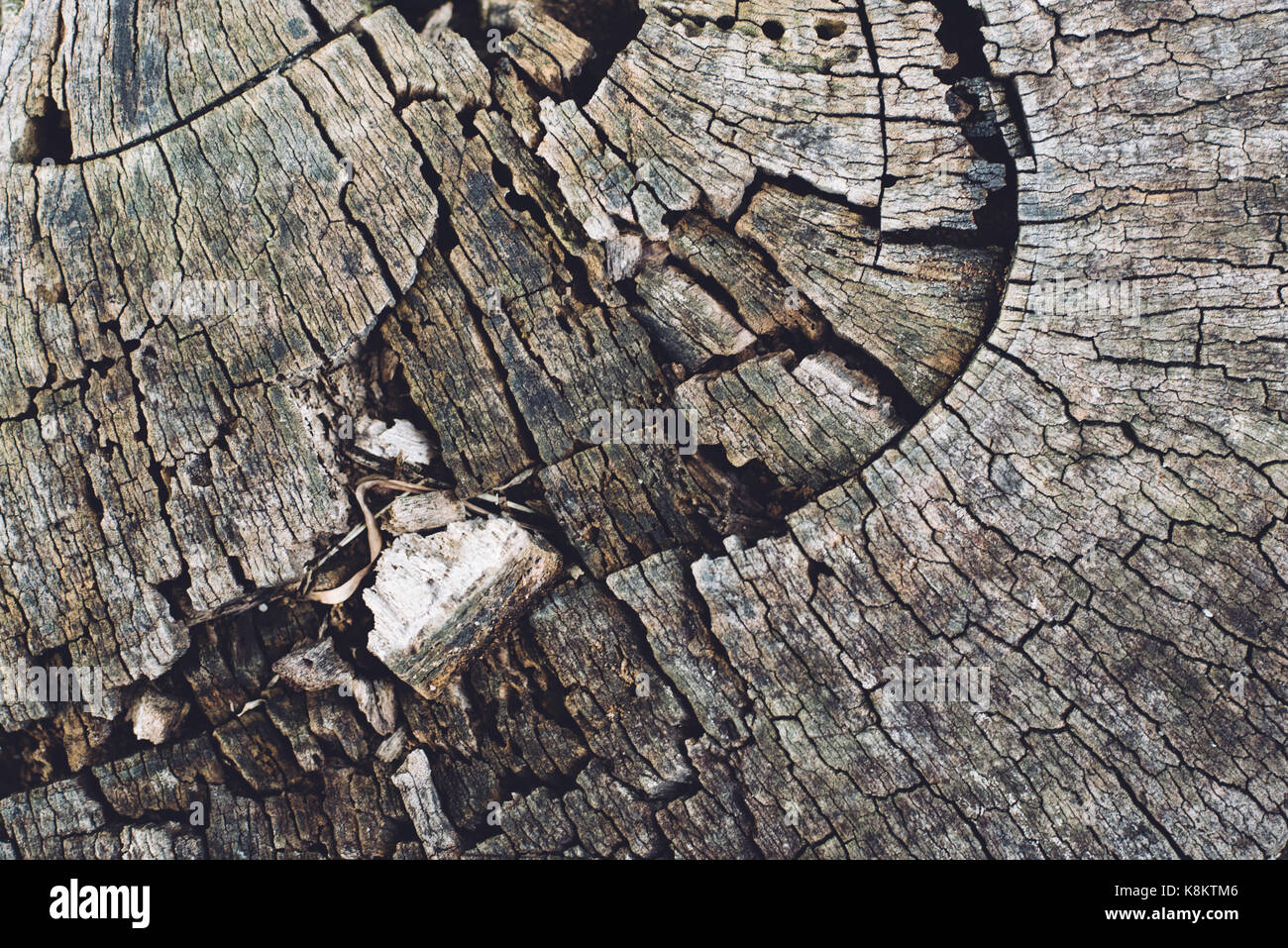 Cross section of a tree Stock Photo - Alamy
