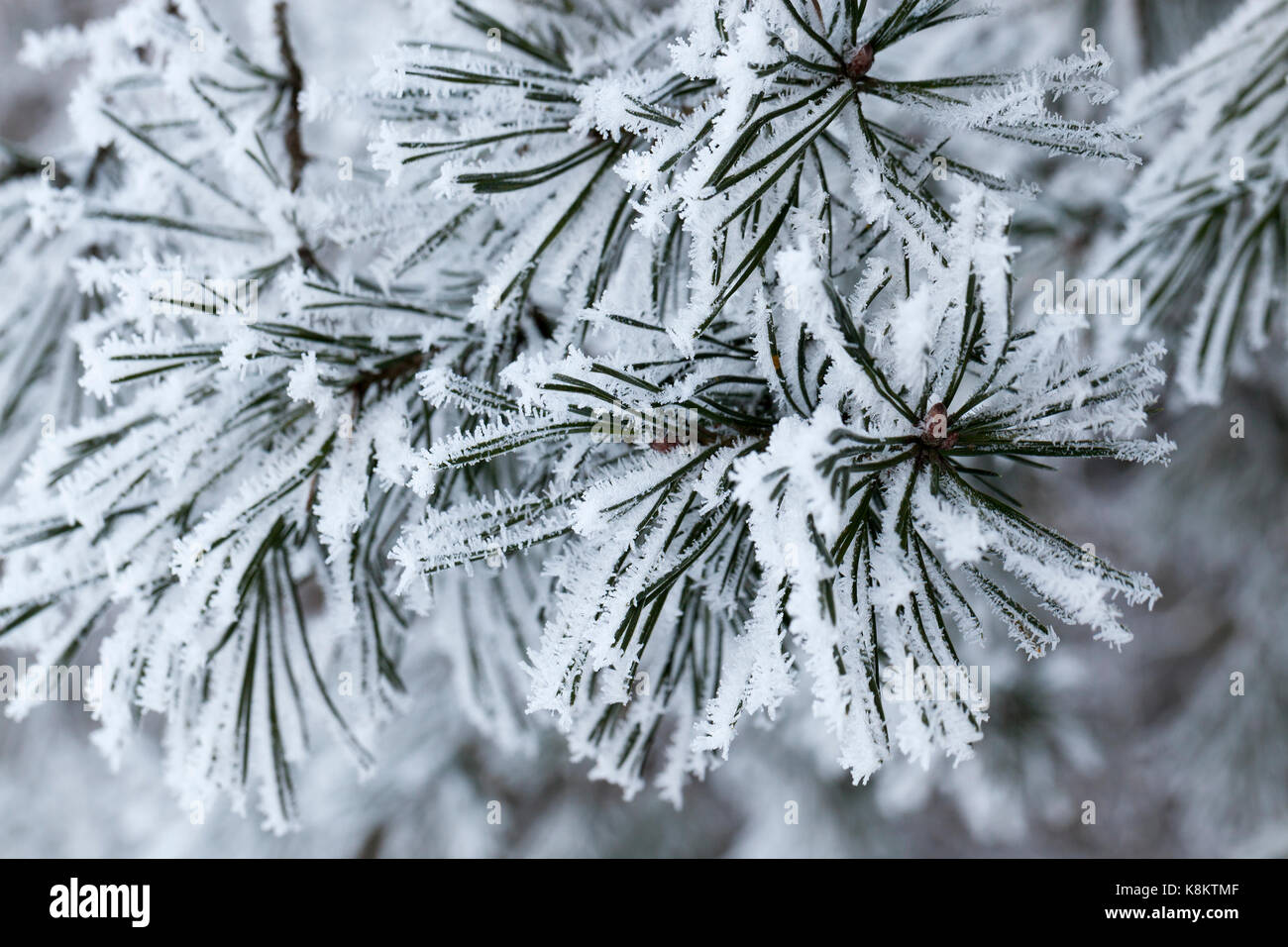 snow photographed in the winter season, which appeared after a snowfall ...
