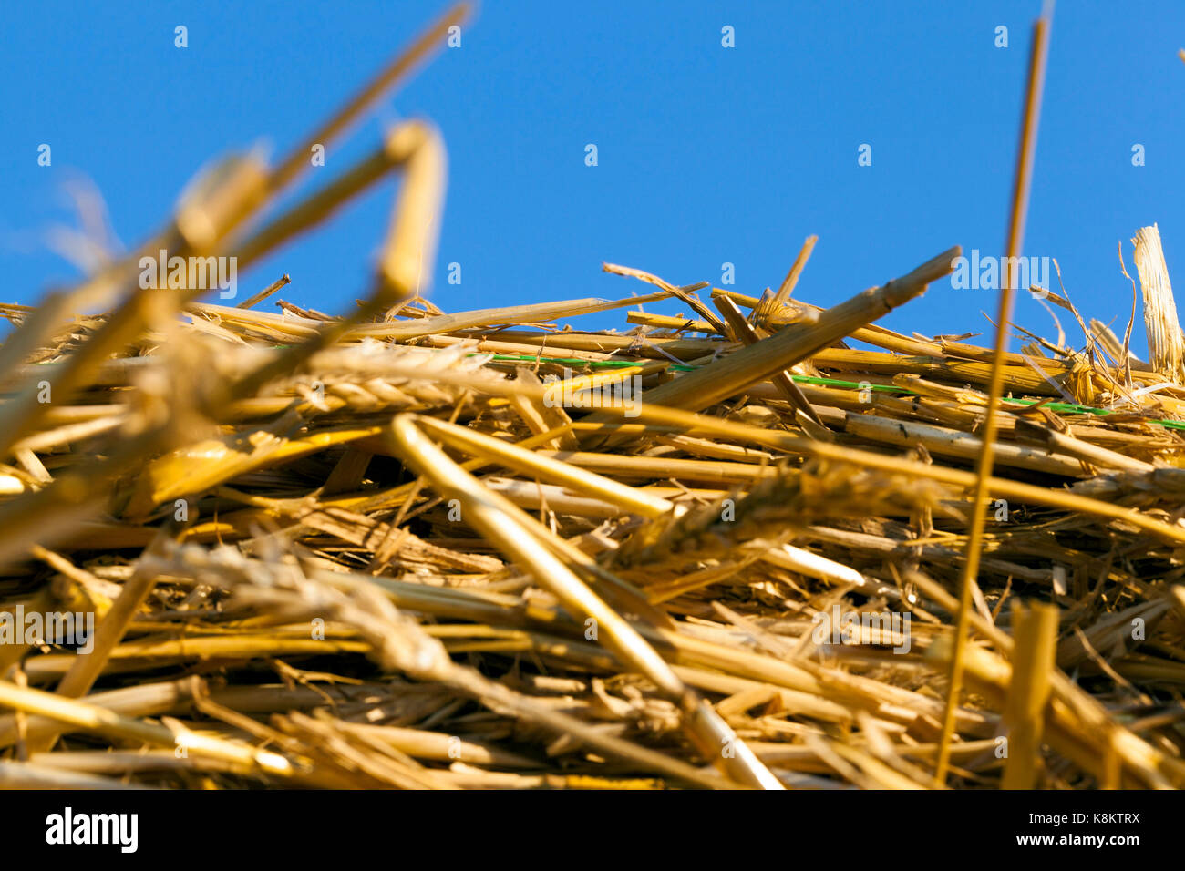 a pile of yellow dry straw, from the ears of which the harvest of grain ...