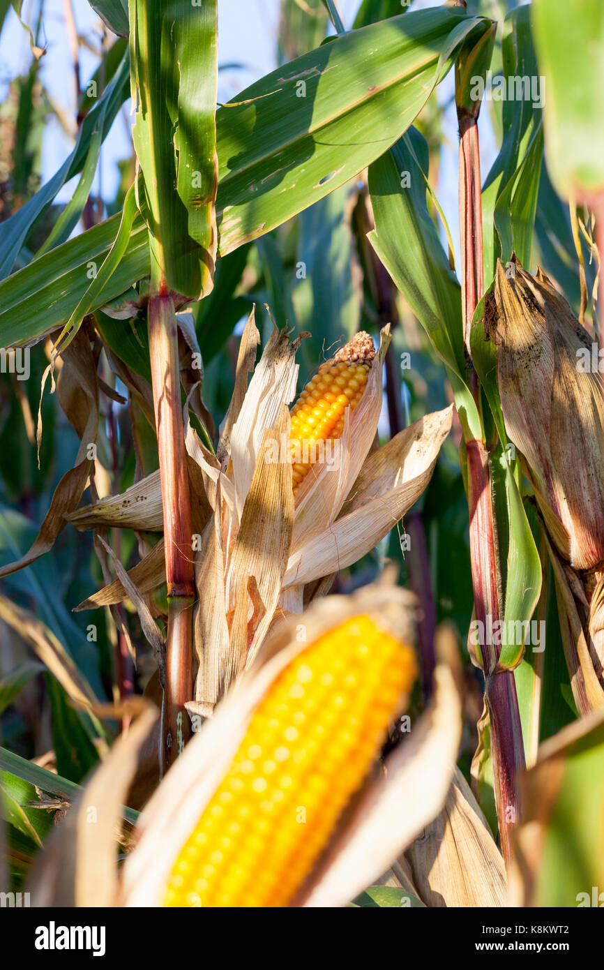 ripe corn, ear of which is photographed close-up Stock Photo - Alamy