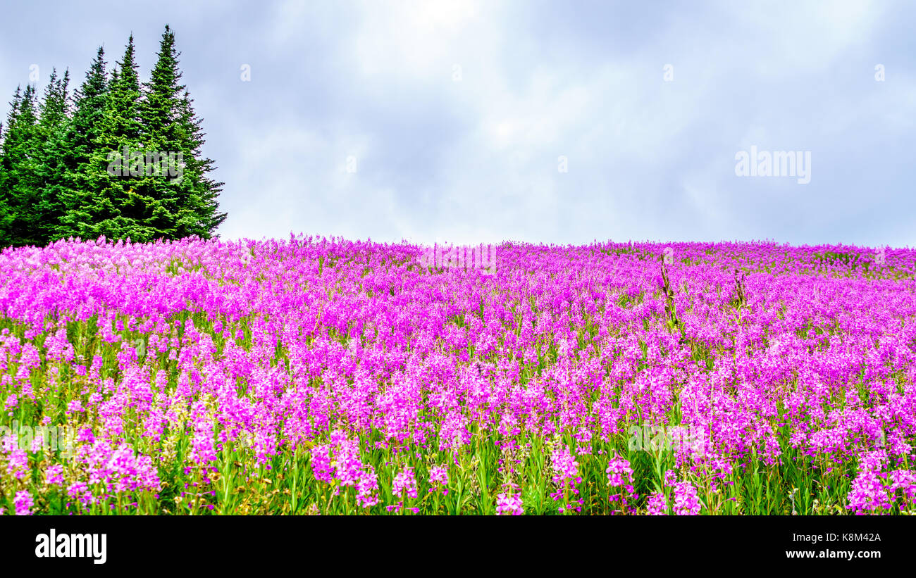 Hiking through alpine meadows covered in pink fireweed wildflowers in ...