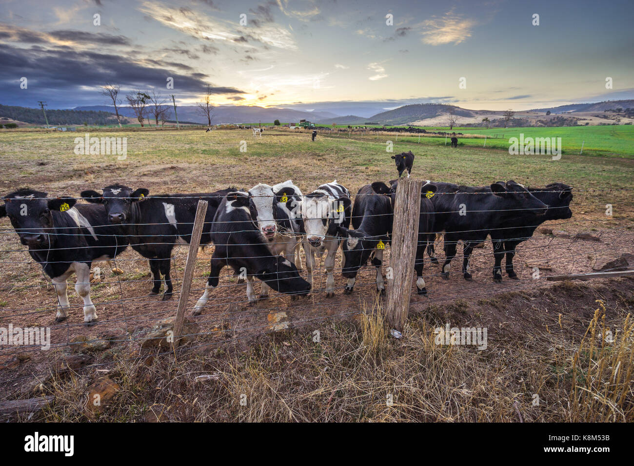 Live stock beef hi-res stock photography and images - Alamy