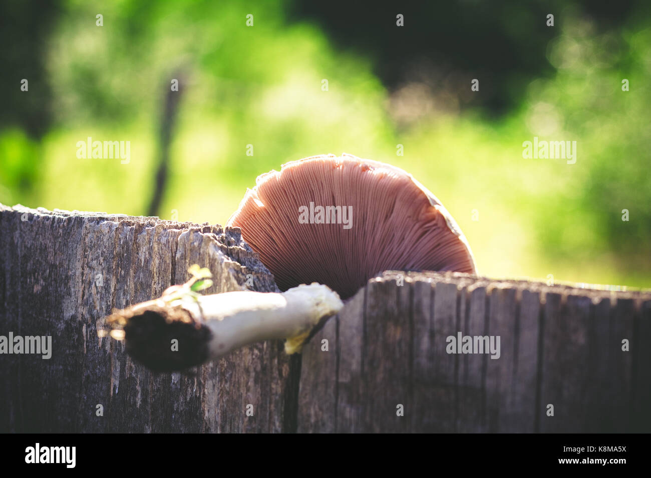 Simple mushroom hi-res stock photography and images - Alamy