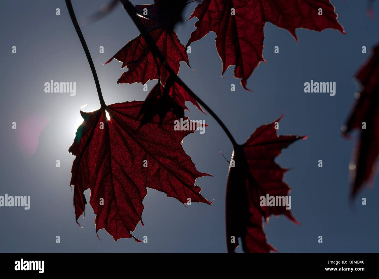 A photograph of a red maple leaf in the spring season. Foliage is lit ...