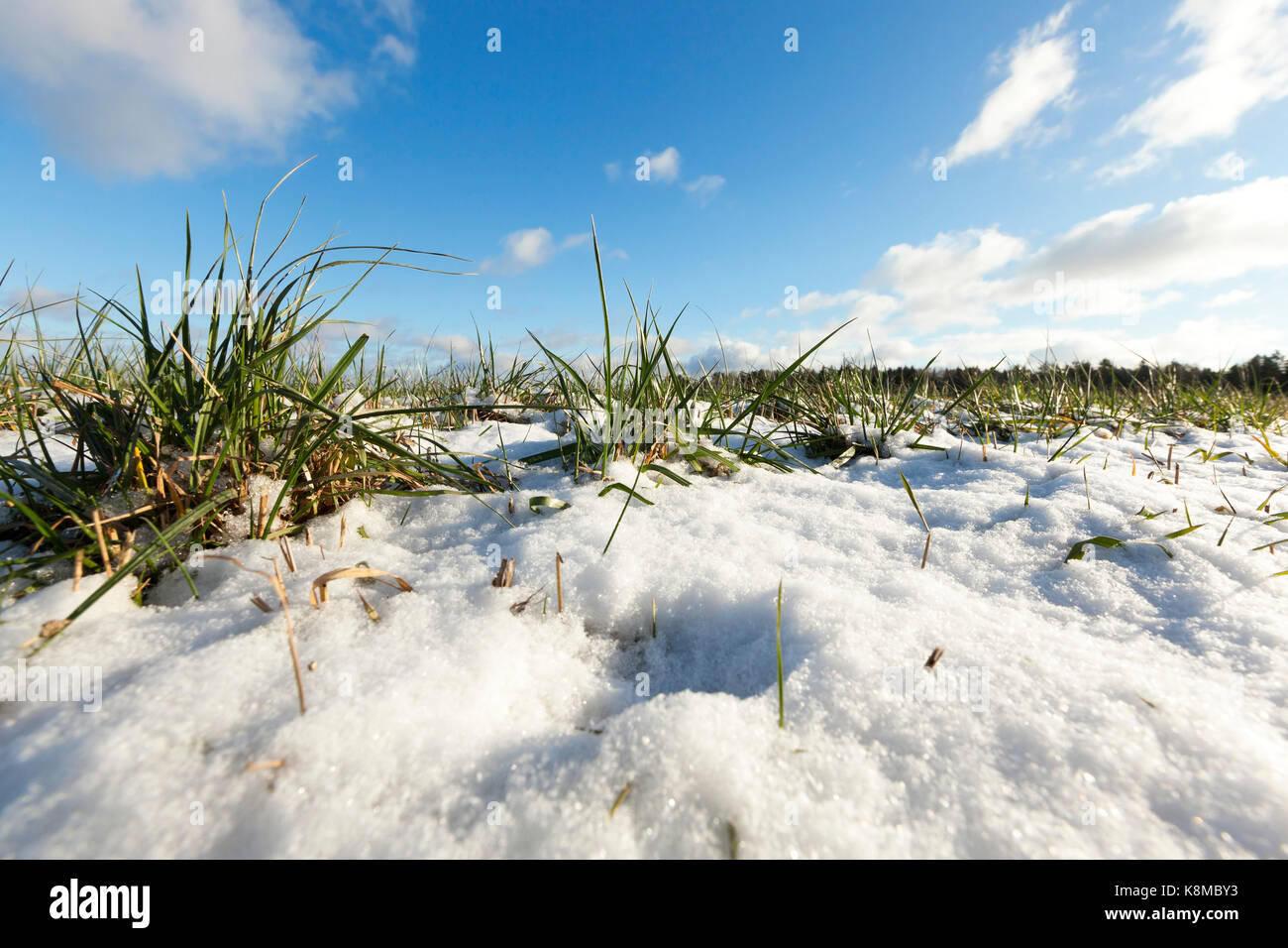 snow-covered green grass in a rural field. Close-up Stock Photo - Alamy