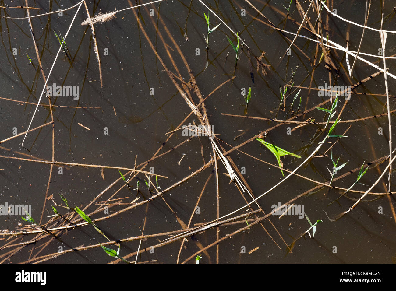 Dirty water in a marsh with dry vegetation. Countryside, close-up photo ...