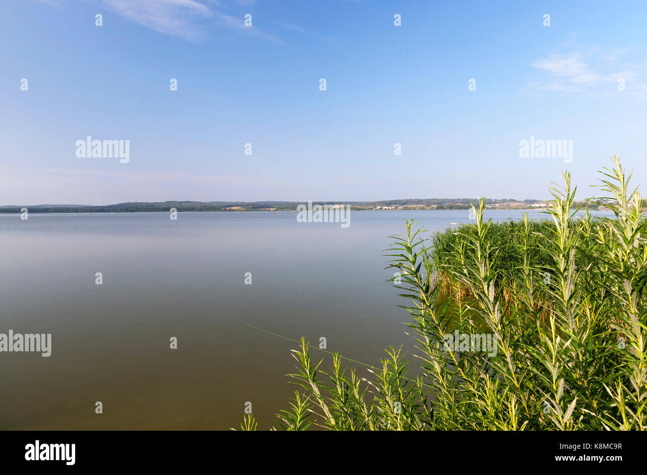 photo of a small lake made close-up. The water is dirty Stock Photo - Alamy