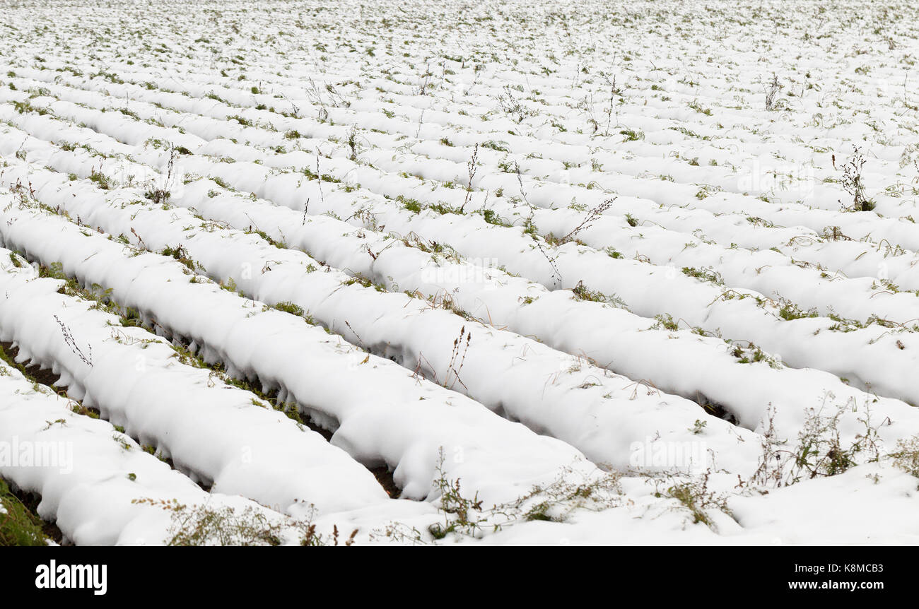 part of an agricultural field covered by snow, which can be seen carrot ...