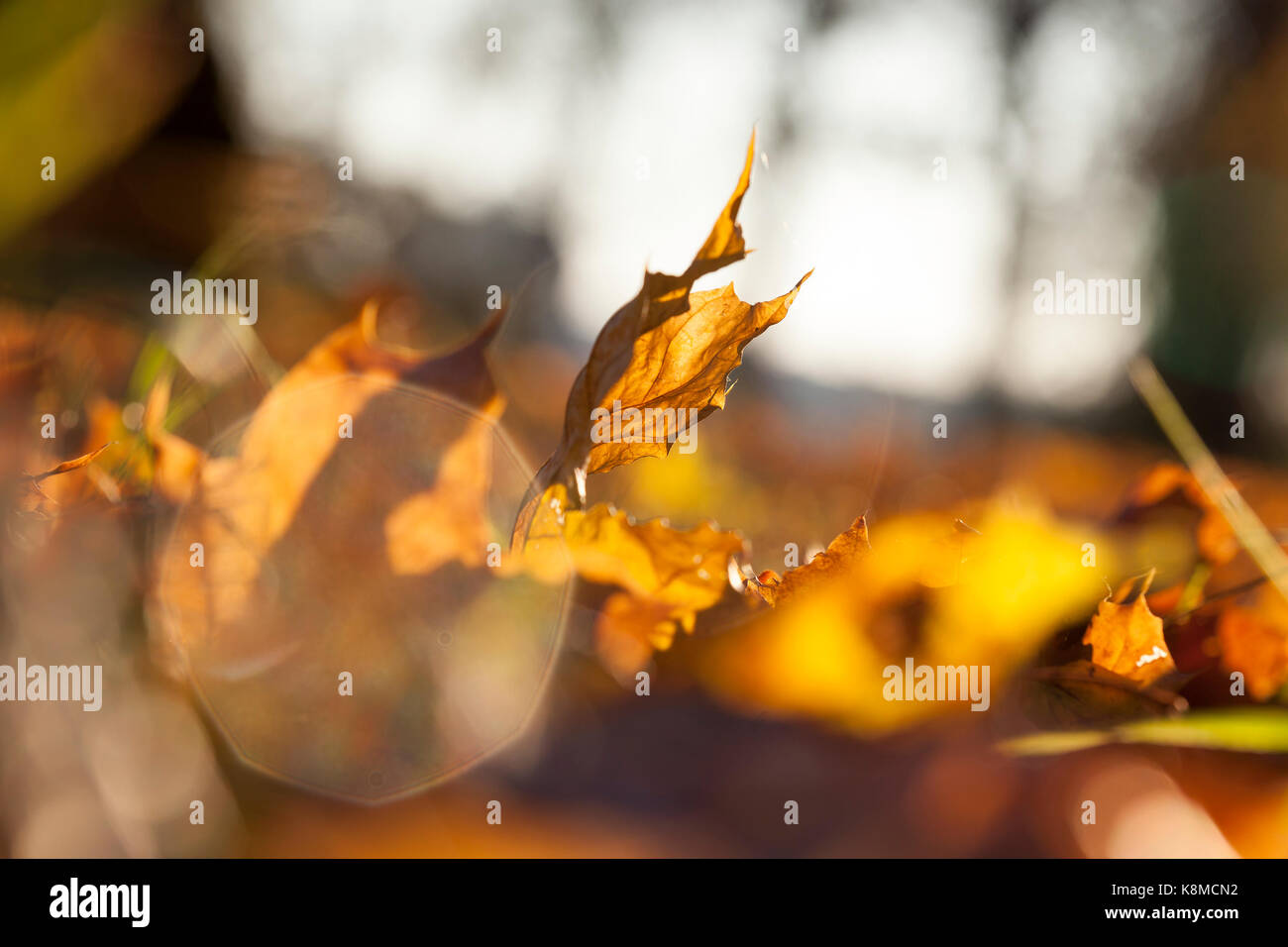 yellow, orange foliage of maple during leaf fall. Photo taken close-up in the autumn season ...