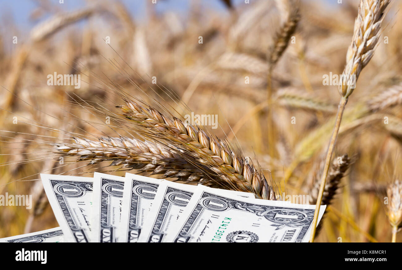 Golden chance farm hi-res stock photography and images - Alamy