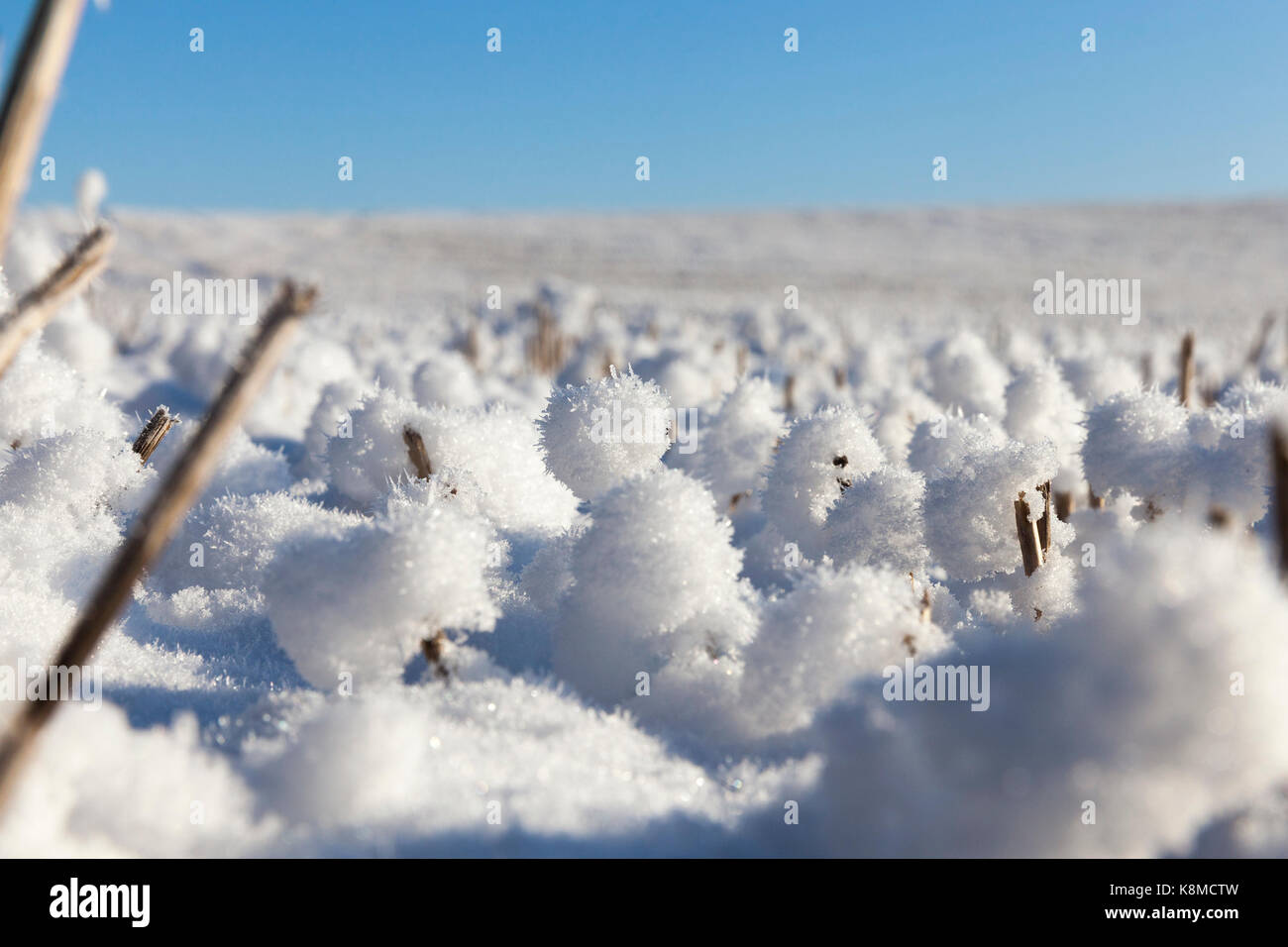photographed snowballs on the sharp stems of wheat in the winter season ...