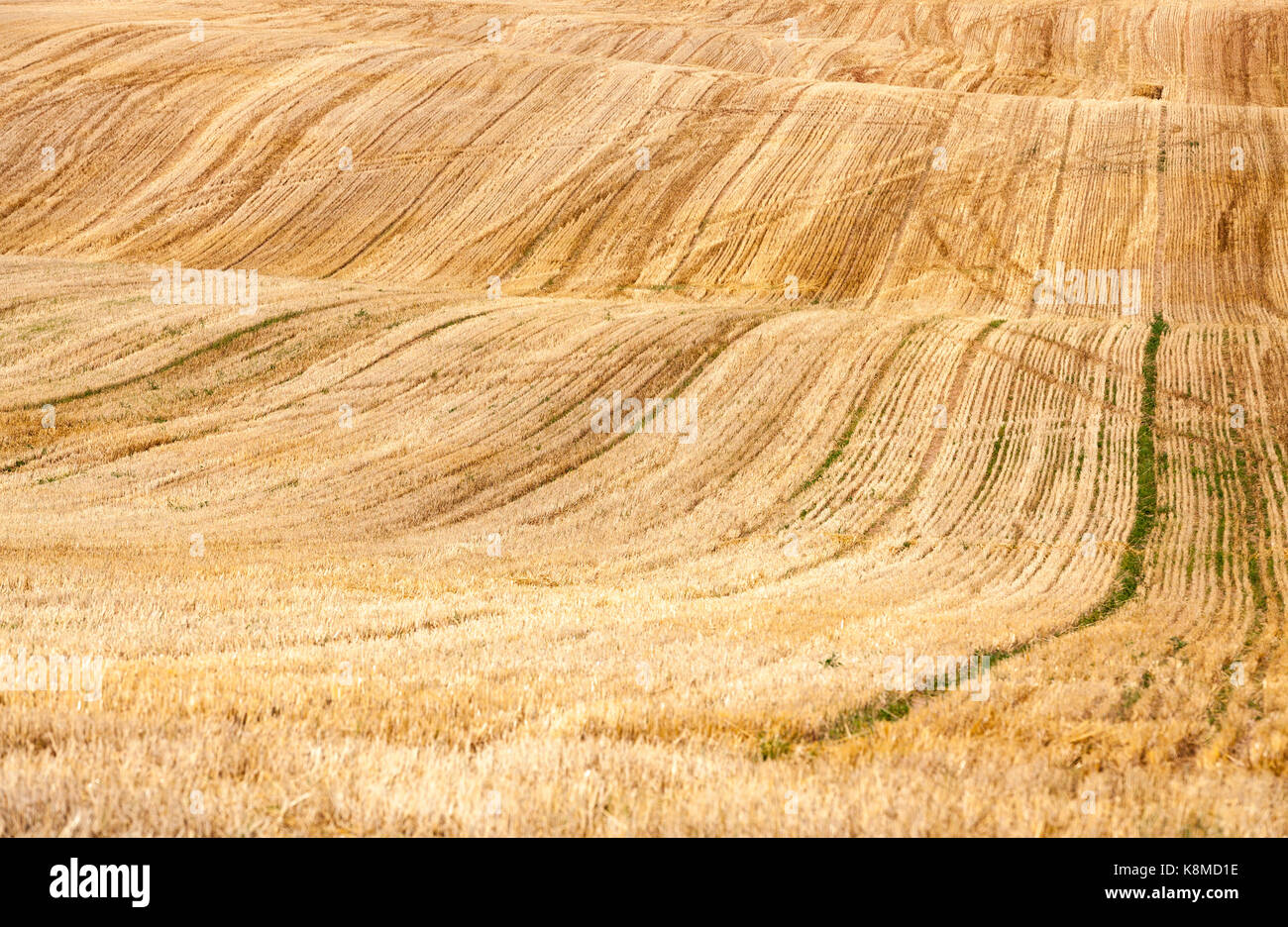 sharp and prickly stalks of rye after harvesting cereals. Agricultural ...