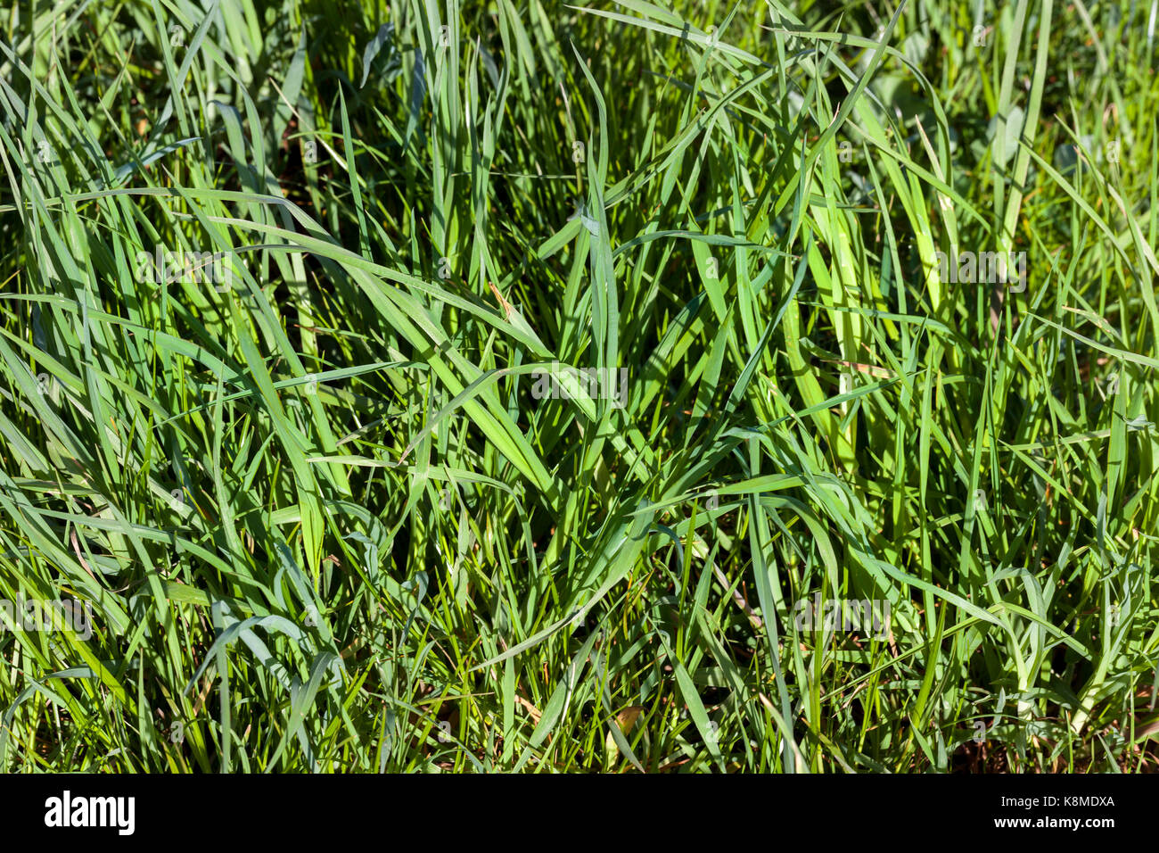 sunlit green grass growing on a meadow. close-up photo in summer Stock ...