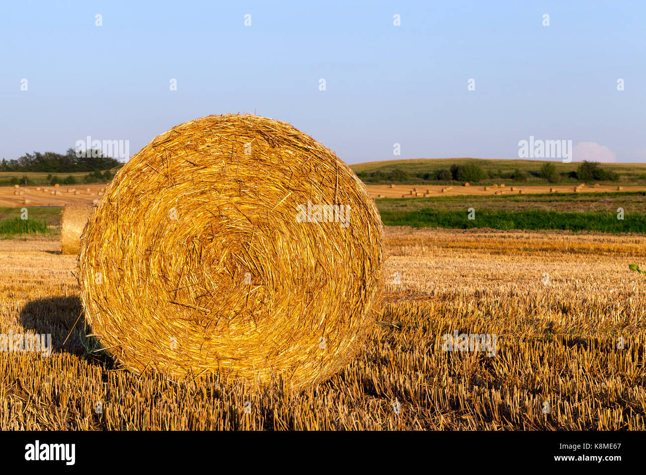 One stack of straw lying on the field. Summer during harvesting company ...