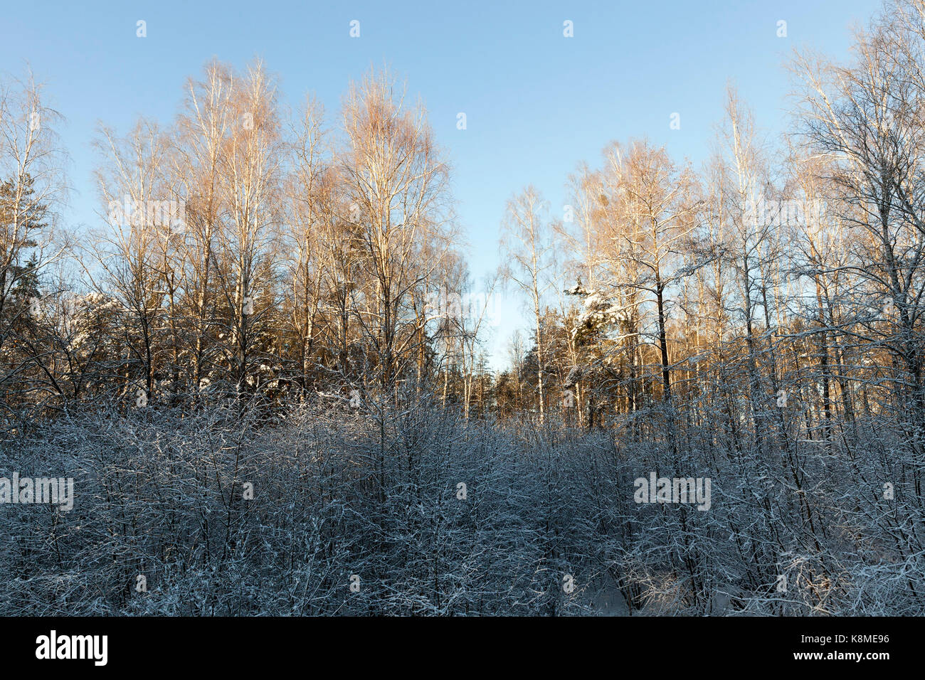 snow photographed in the winter season, which appeared after a snowfall ...