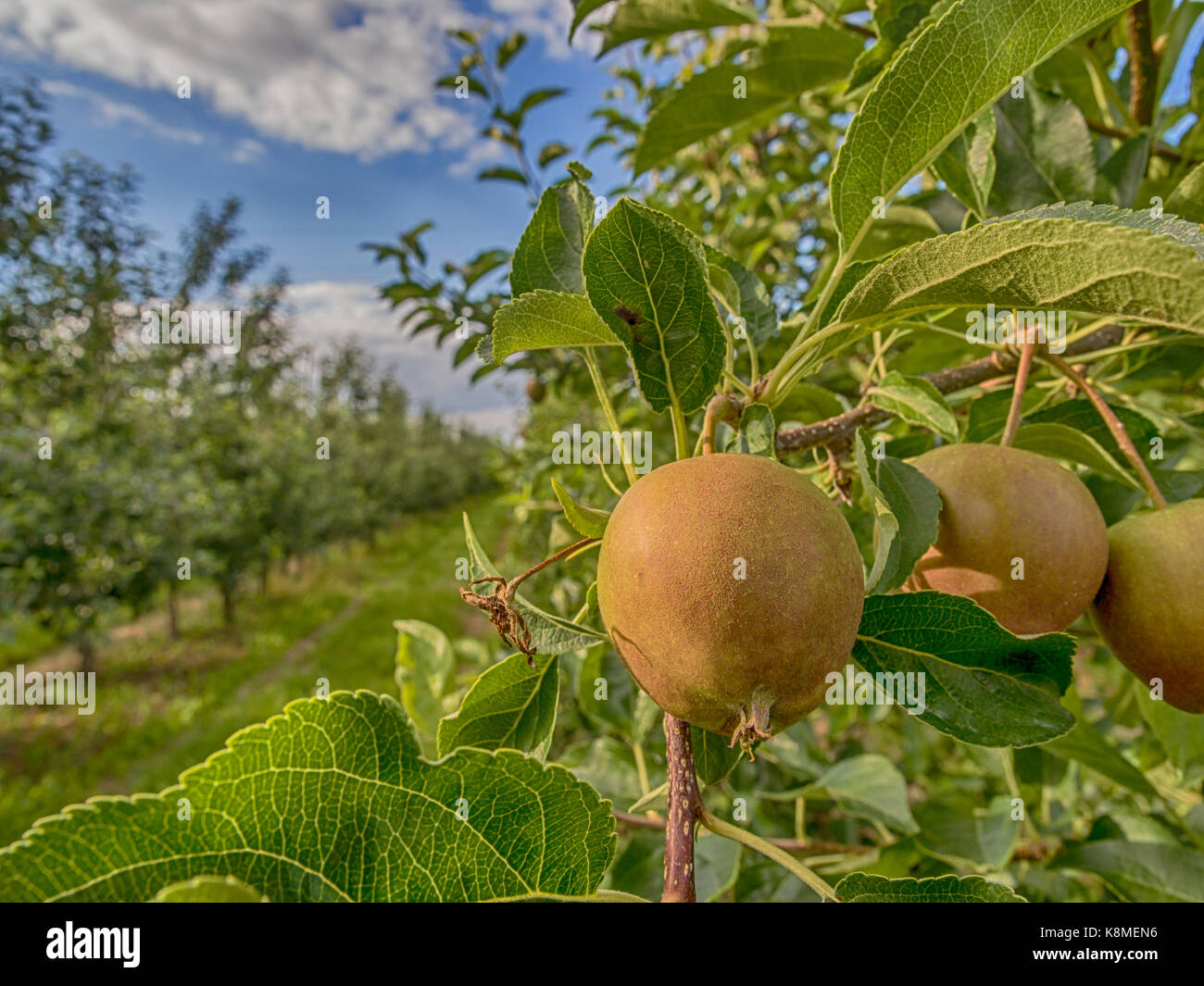 An orchard with fruit trees and small apple in the summer time Stock ...