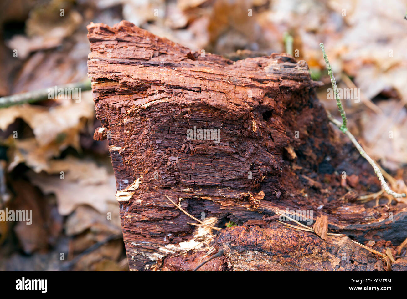 rotting fallen tree trunk close up. forest Stock Photo - Alamy