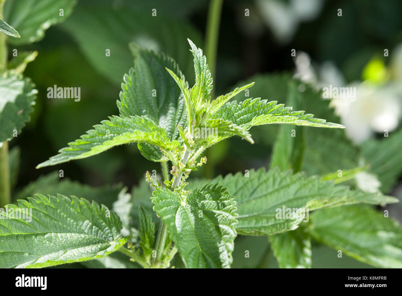 green stinging nettle in the summer season, growing in the field. Photo ...