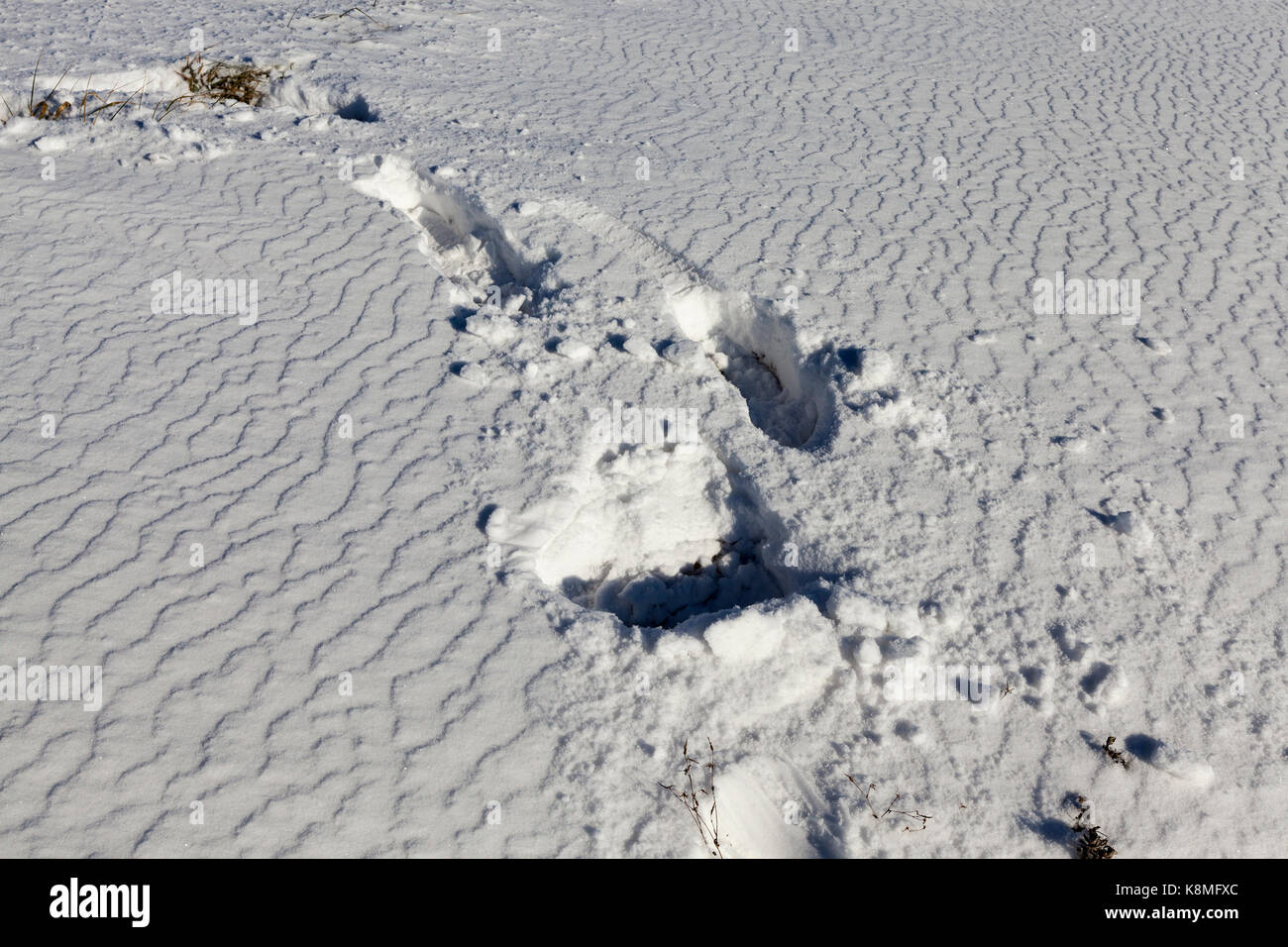Human footprint map hi-res stock photography and images - Alamy