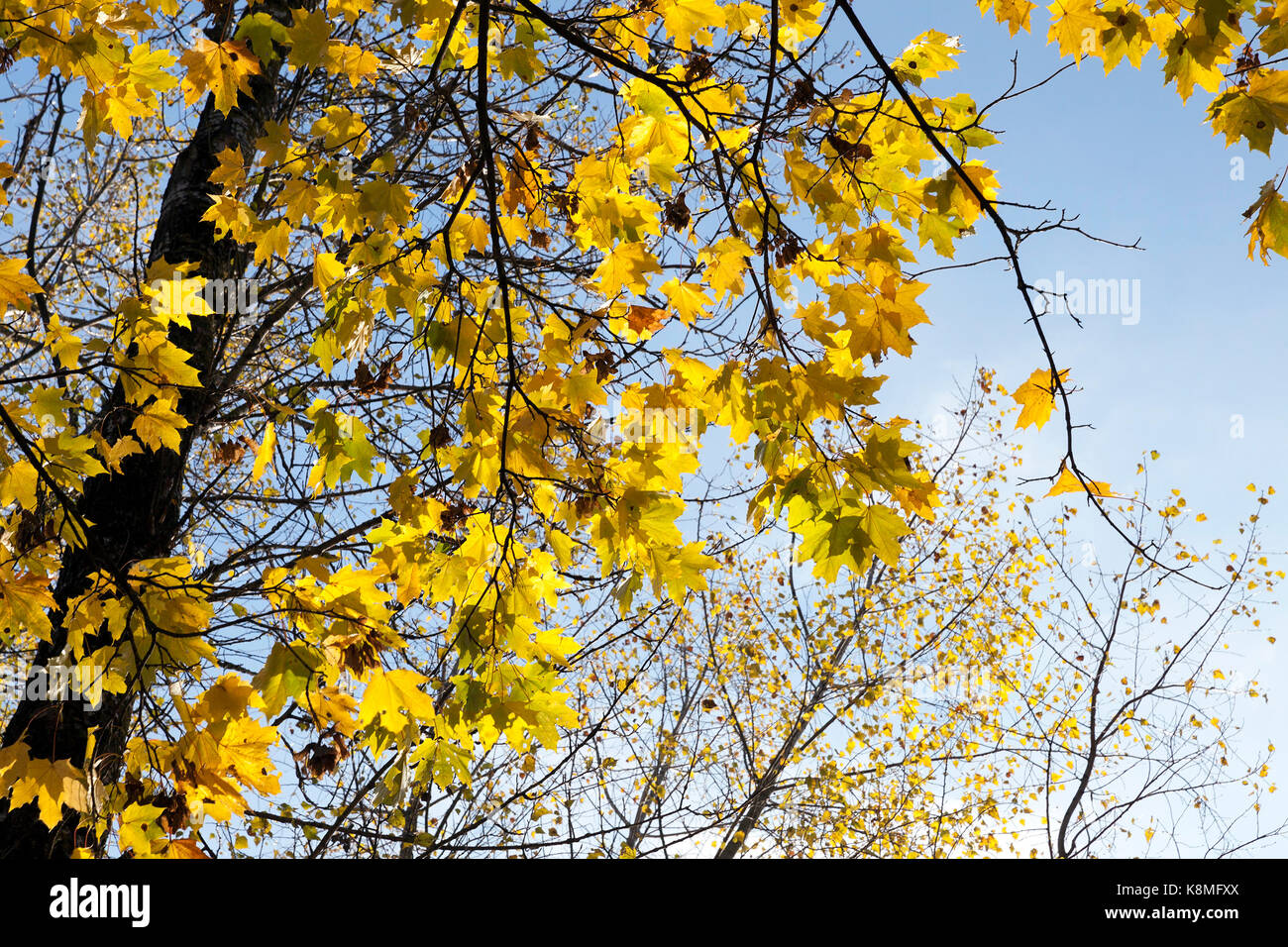 photographed maple tree in the autumn season. On the branches yellowed and yellow foliage Stock ...
