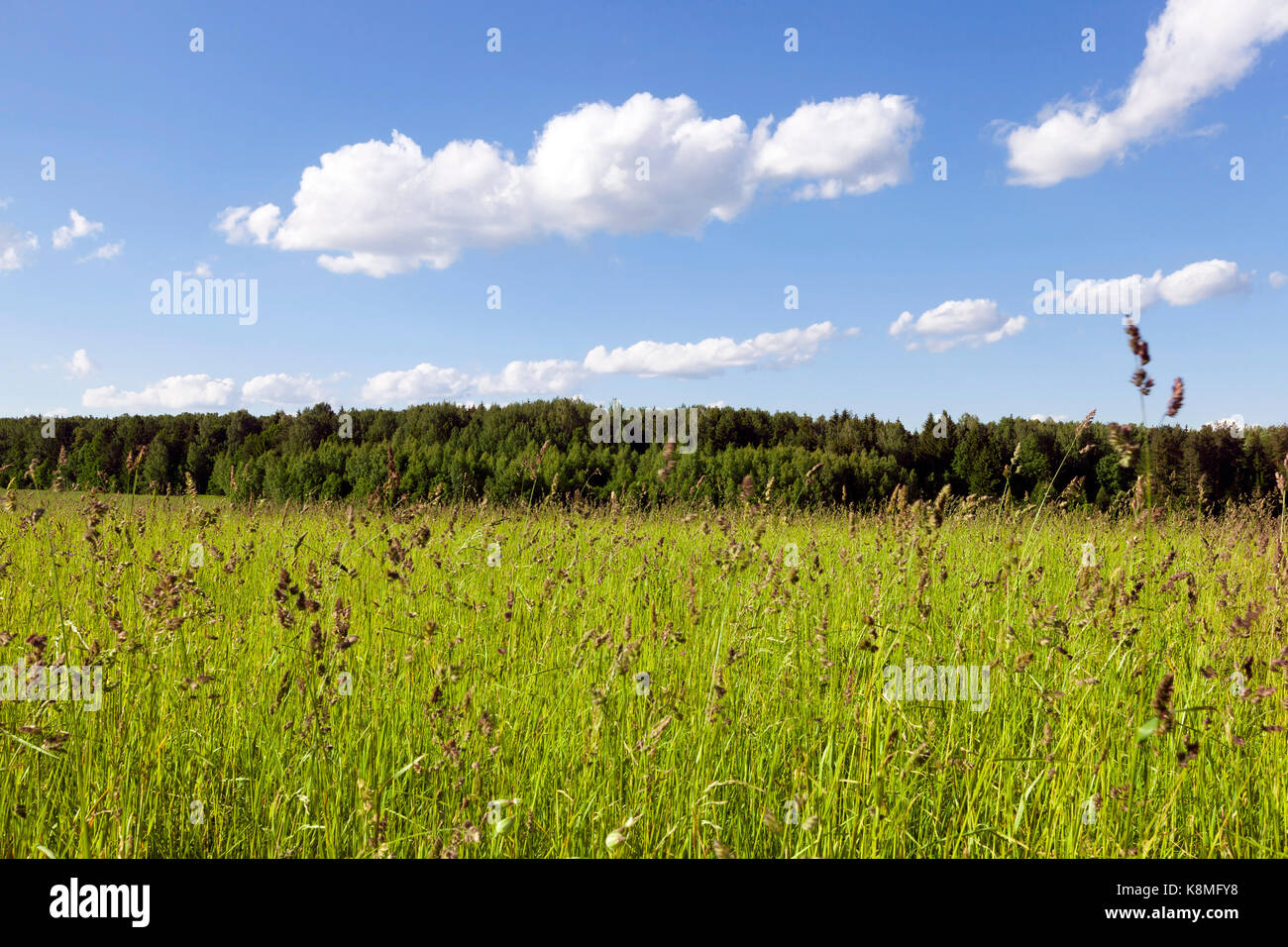 Weed grass growing on the edge of an agricultural field. Summer ...