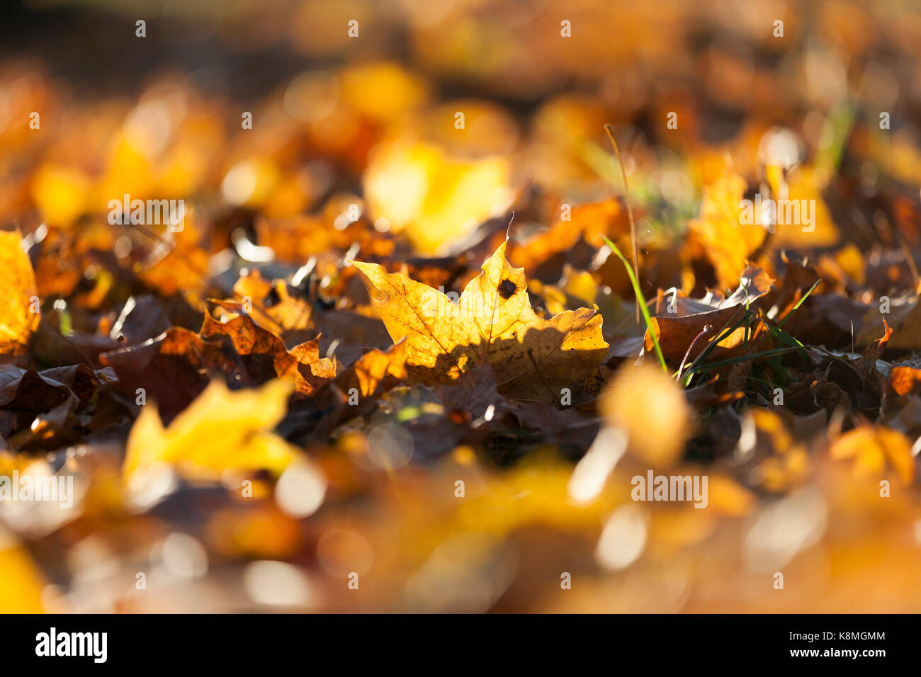 Field maples tree garden hi-res stock photography and images - Alamy