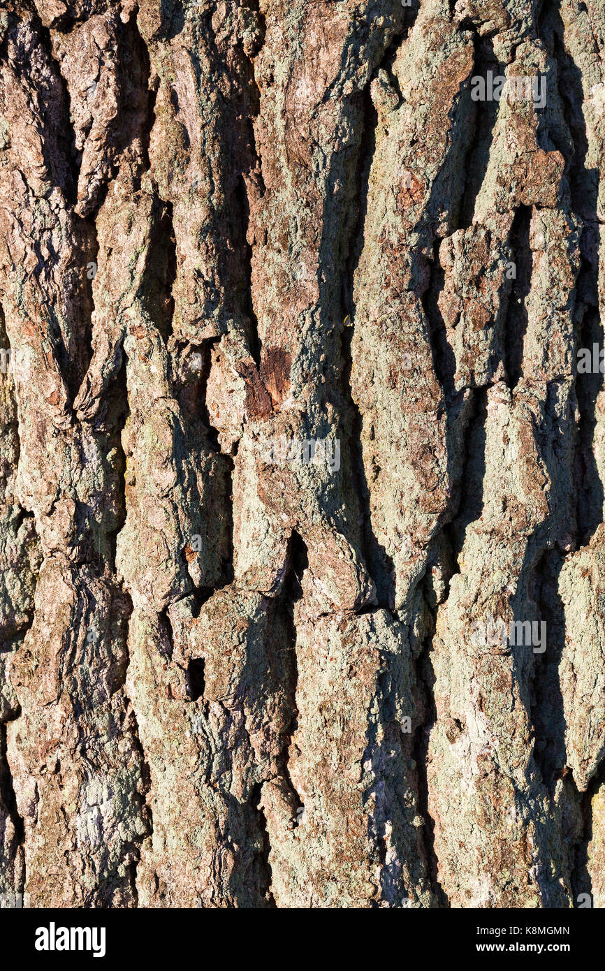 dry bark on the trunk of an old pine tree, there are cracks ...