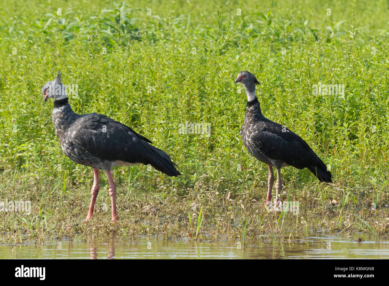 Brazilian Pantanal - Southern screamer Stock Photo - Alamy