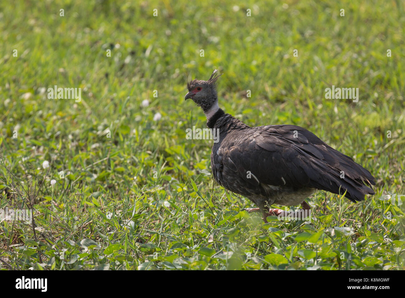 Brazilian Pantanal - Southern screamer Stock Photo - Alamy