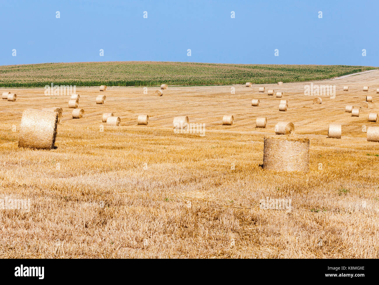 agricultural field, on which the mature yellow dry rye is harvested ...