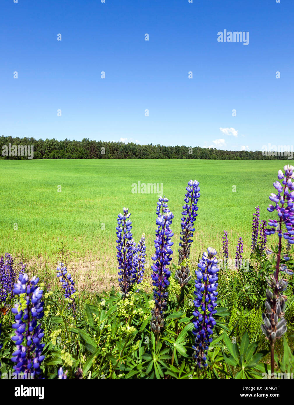 Lupine flowers photographed in the spring against the backdrop of an ...