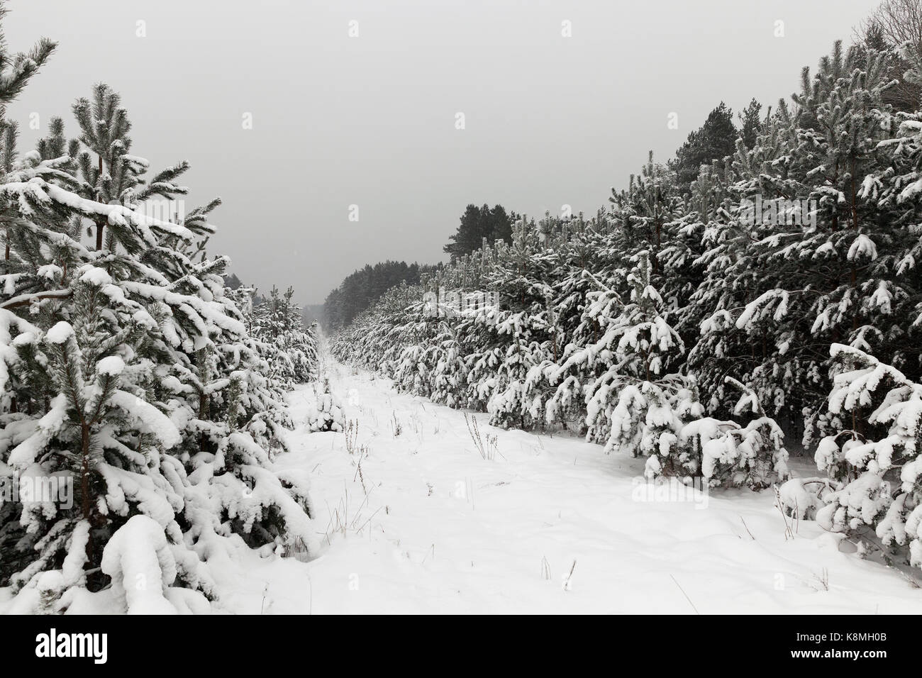 snow photographed in the winter season, which appeared after a snowfall ...