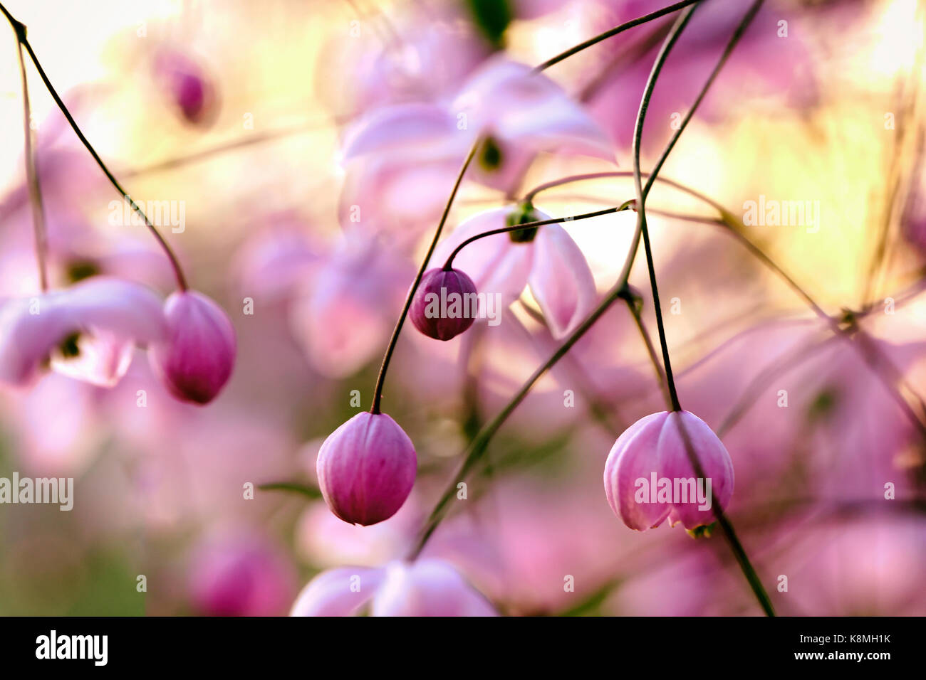 Gardens blossom in full bloom.Flowers in small clusters on a bush Stock ...