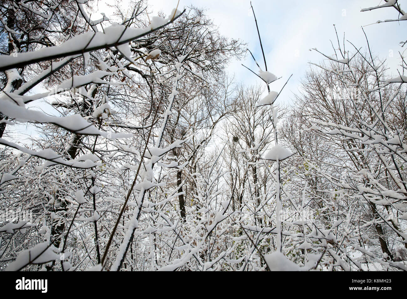 deciduous trees without leaves in the winter. On the ground is snow ...