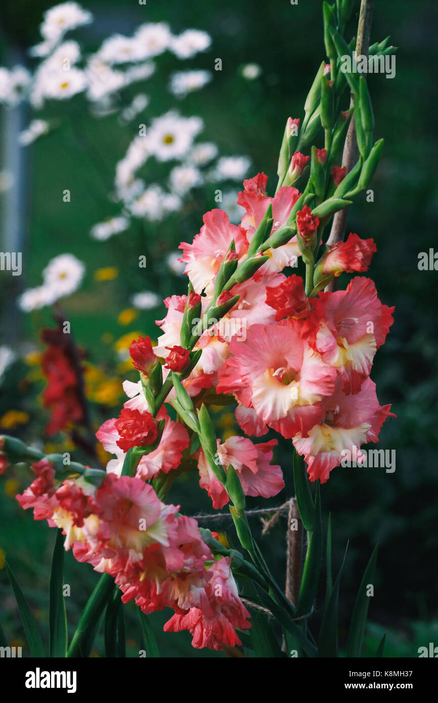Gardens blossom in full bloom.Flowers in small clusters on a bush Stock ...