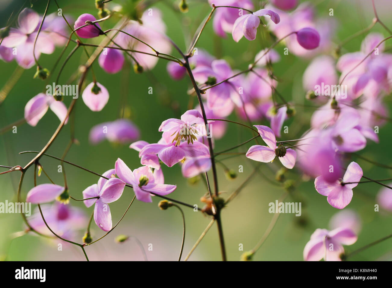 Gardens blossom in full bloom.Flowers in small clusters on a bush Stock ...