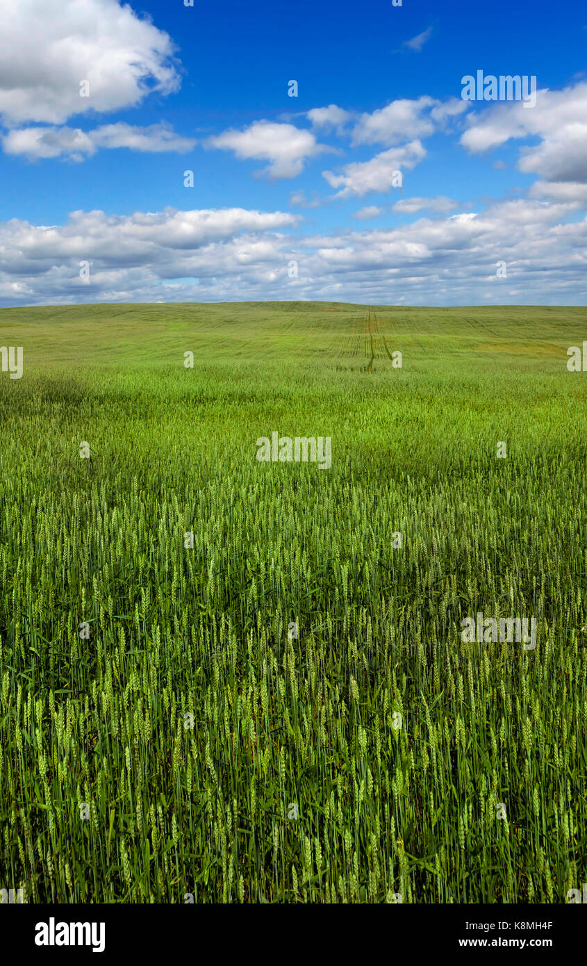 Cloudy weather on a spring landscape. Agricultural field with green ...
