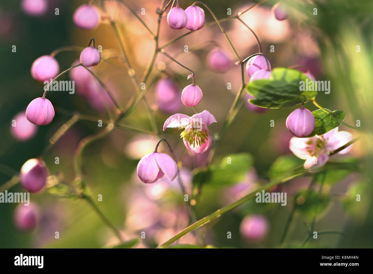 Gardens blossom in full bloom.Flowers in small clusters on a bush Stock ...