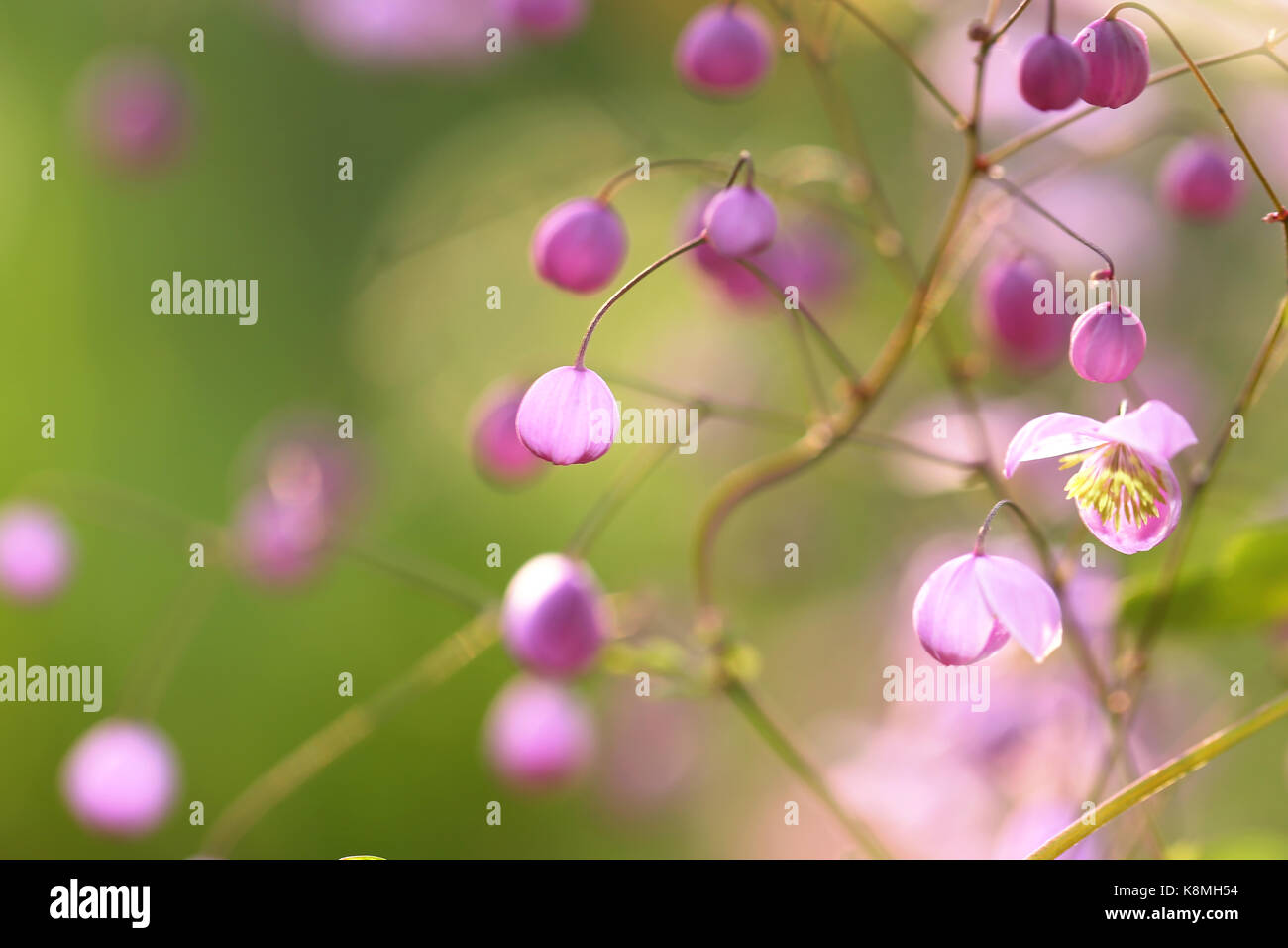 Gardens blossom in full bloom.Flowers in small clusters on a bush Stock ...
