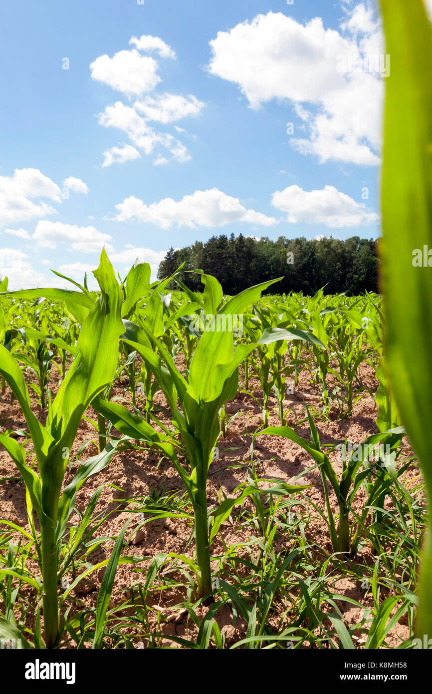 Green leaves of corn under a cloudy sky. Photo close-up in the spring ...