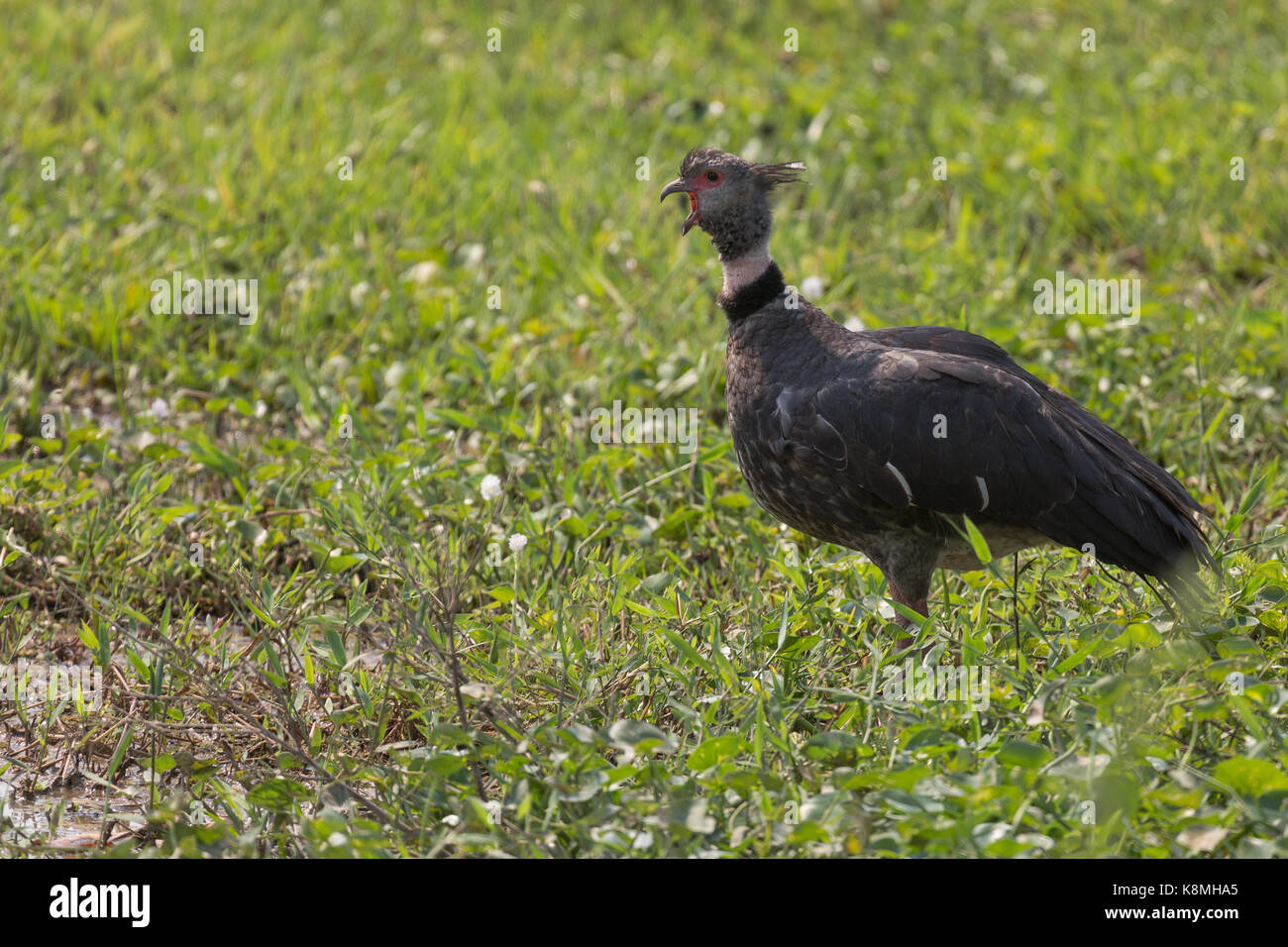 Brazilian Pantanal - Southern screamer Stock Photo - Alamy