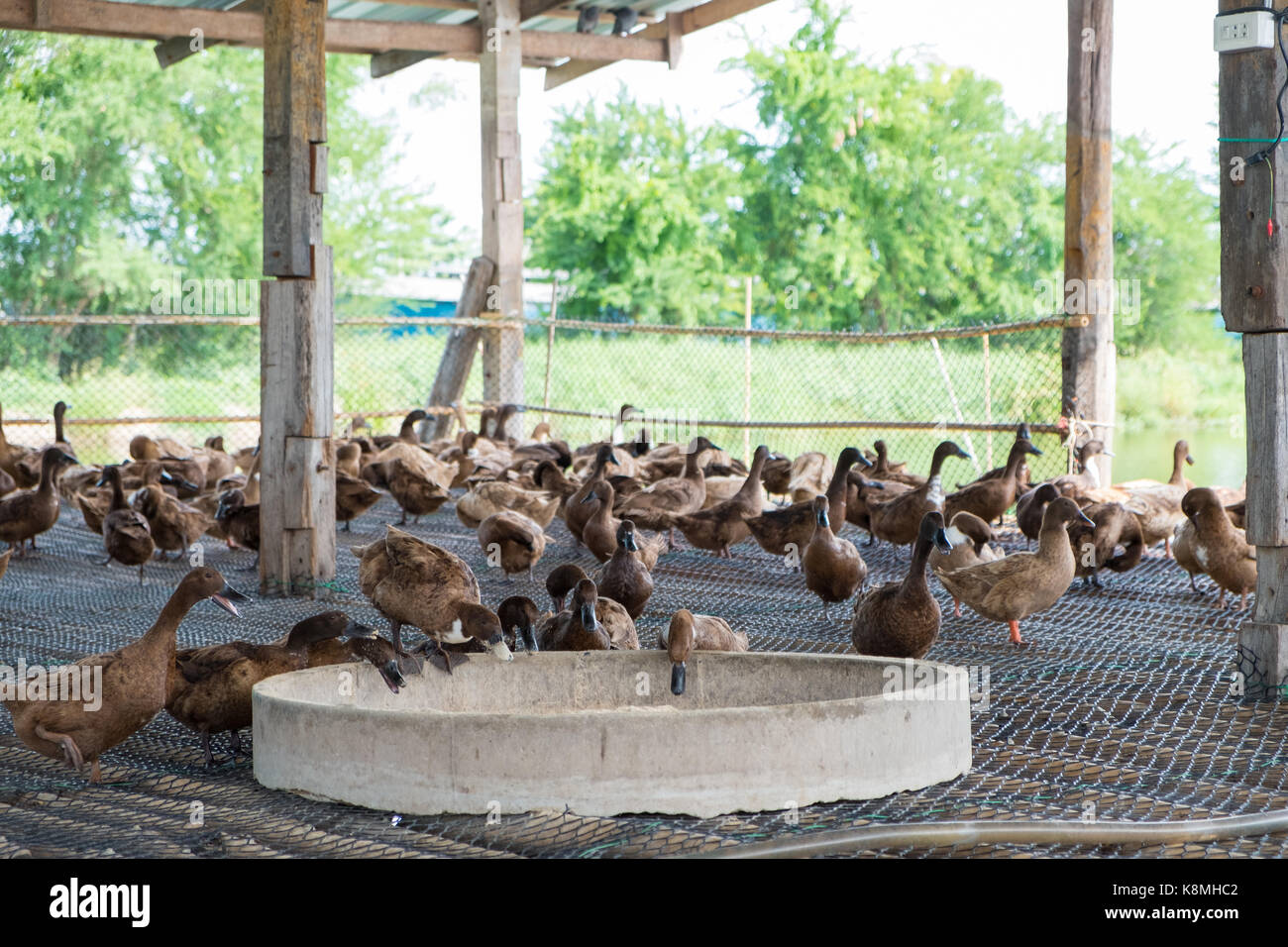 Live peking duck hi-res stock photography and images - Alamy