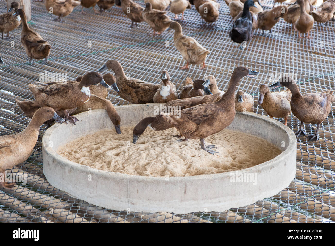 Duck eating food in farm, traditional farming in Thailand Stock Photo ...