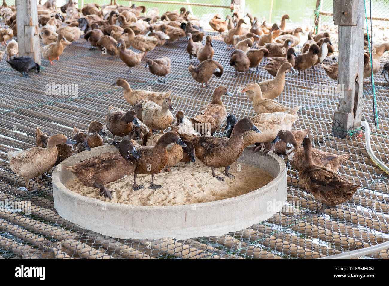 Duck eating food in farm, traditional farming in Thailand Stock Photo ...