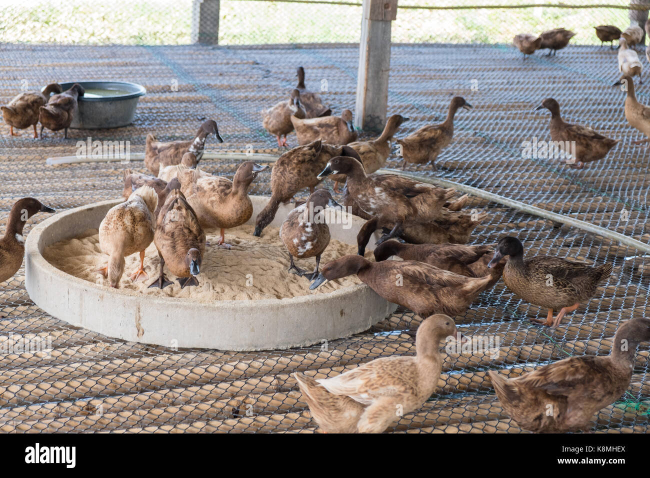 Duck eating food in farm, traditional farming in Thailand Stock Photo ...