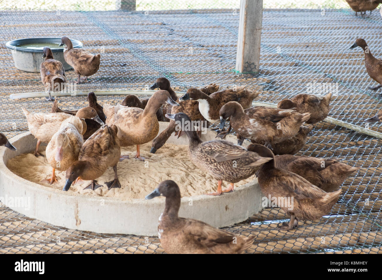 Duck eating food in farm, traditional farming in Thailand Stock Photo ...