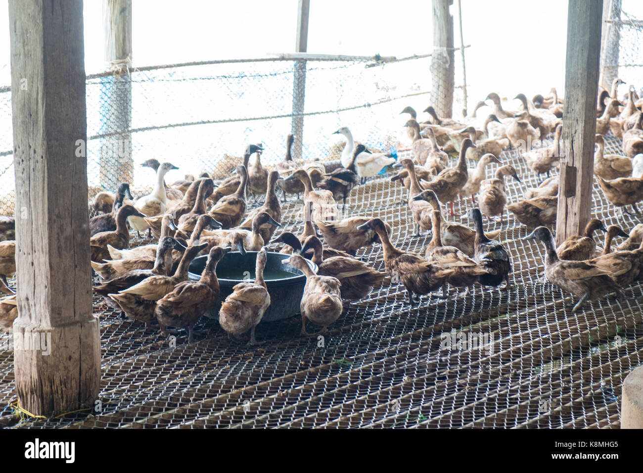 Duck eating food in farm, traditional farming in Thailand Stock Photo ...