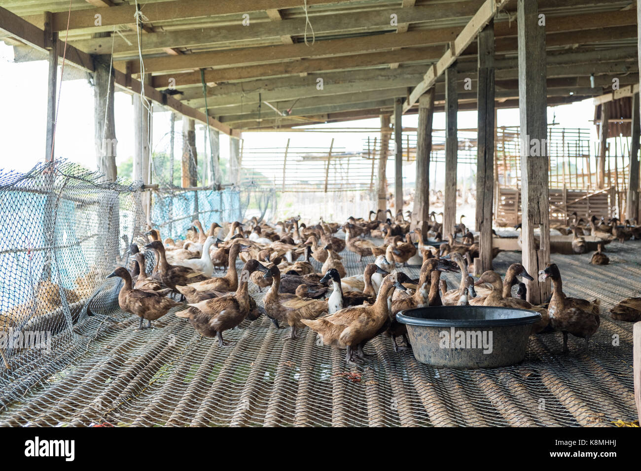Duck eating food in farm, traditional farming in Thailand Stock Photo ...