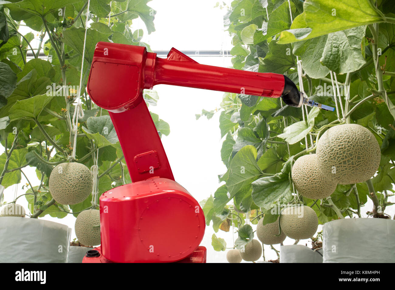 agritech technology concept, robot use in smart farming or agriculture ...